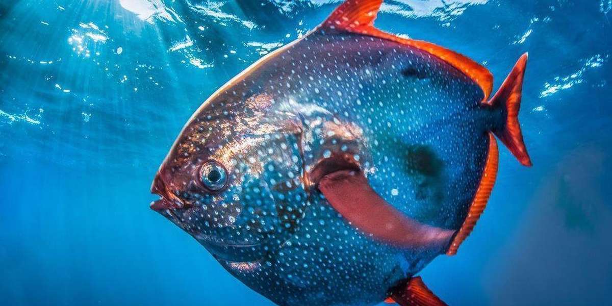 WARM-Blooded Fish Discovered For The First Time Ever - The Dodo