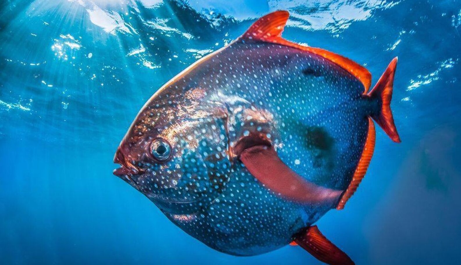 WARM-Blooded Fish Discovered For The First Time Ever - The Dodo