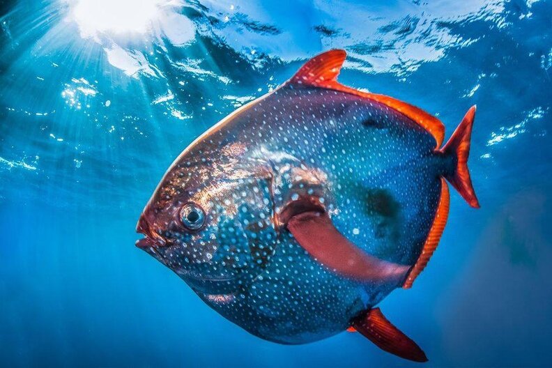 WARM-Blooded Fish Discovered For The First Time Ever - The Dodo