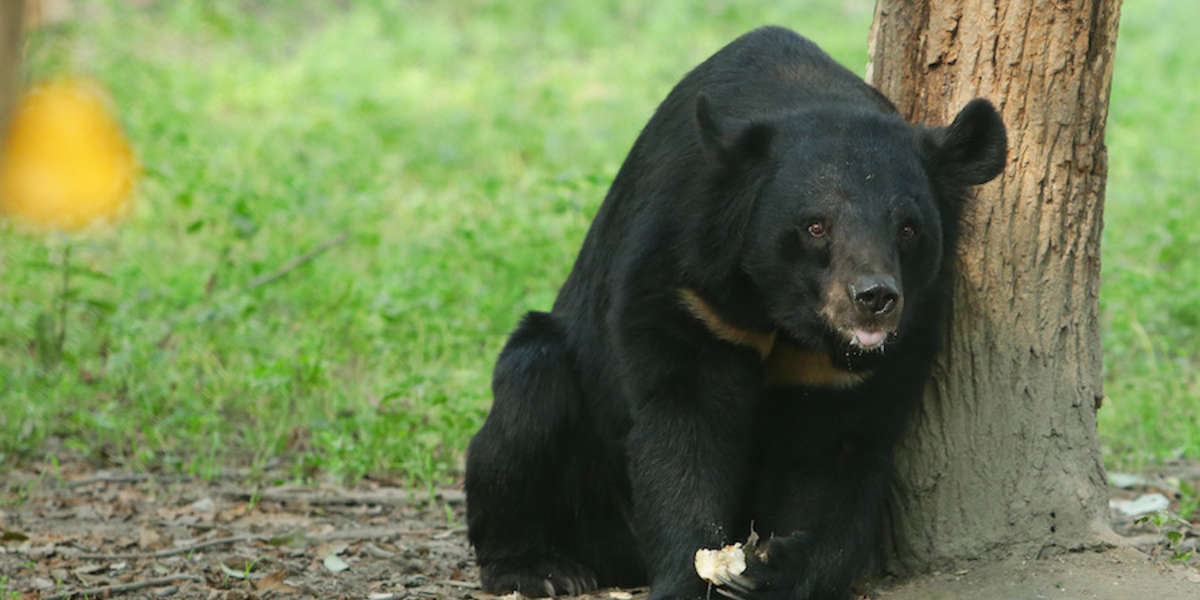 From Bile Farm To Absolute Babe - The Story of Peter Bear - The Dodo
