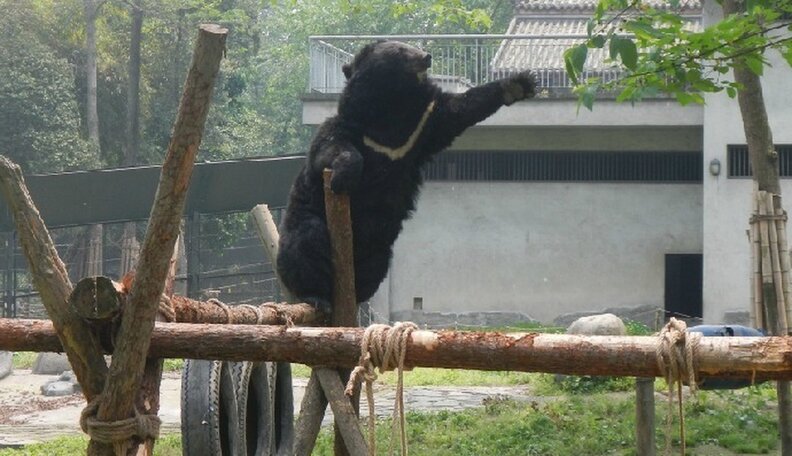 Life In Cage Couldn’t Stop Bear From Reaching For Stars - The Dodo