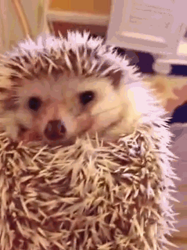 Angry Hedgehog Gif