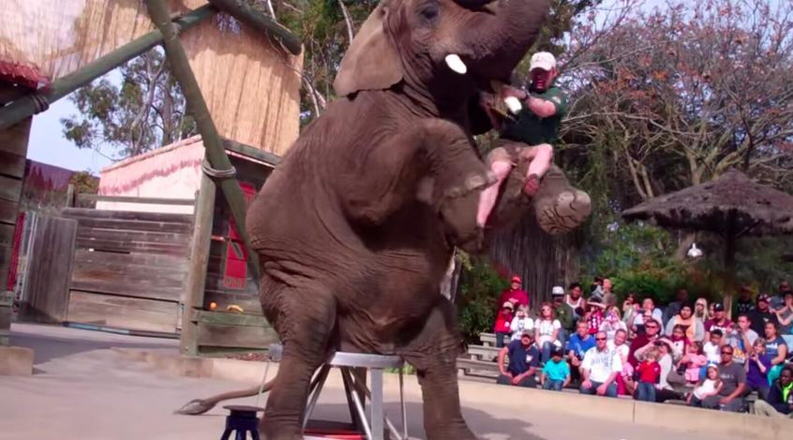 Six Flags Releases Its Elephants ... Into Troubled Zoo - The Dodo