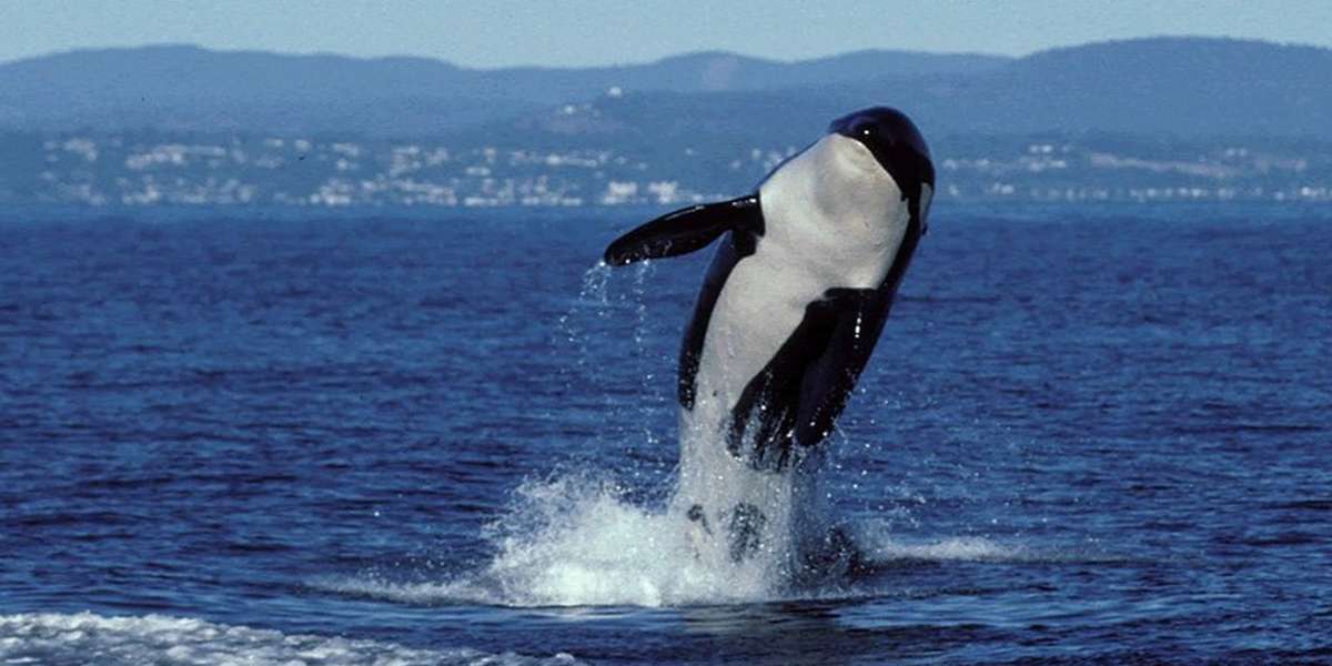 World's Oldest Known Orca Dies At 105 - The Dodo