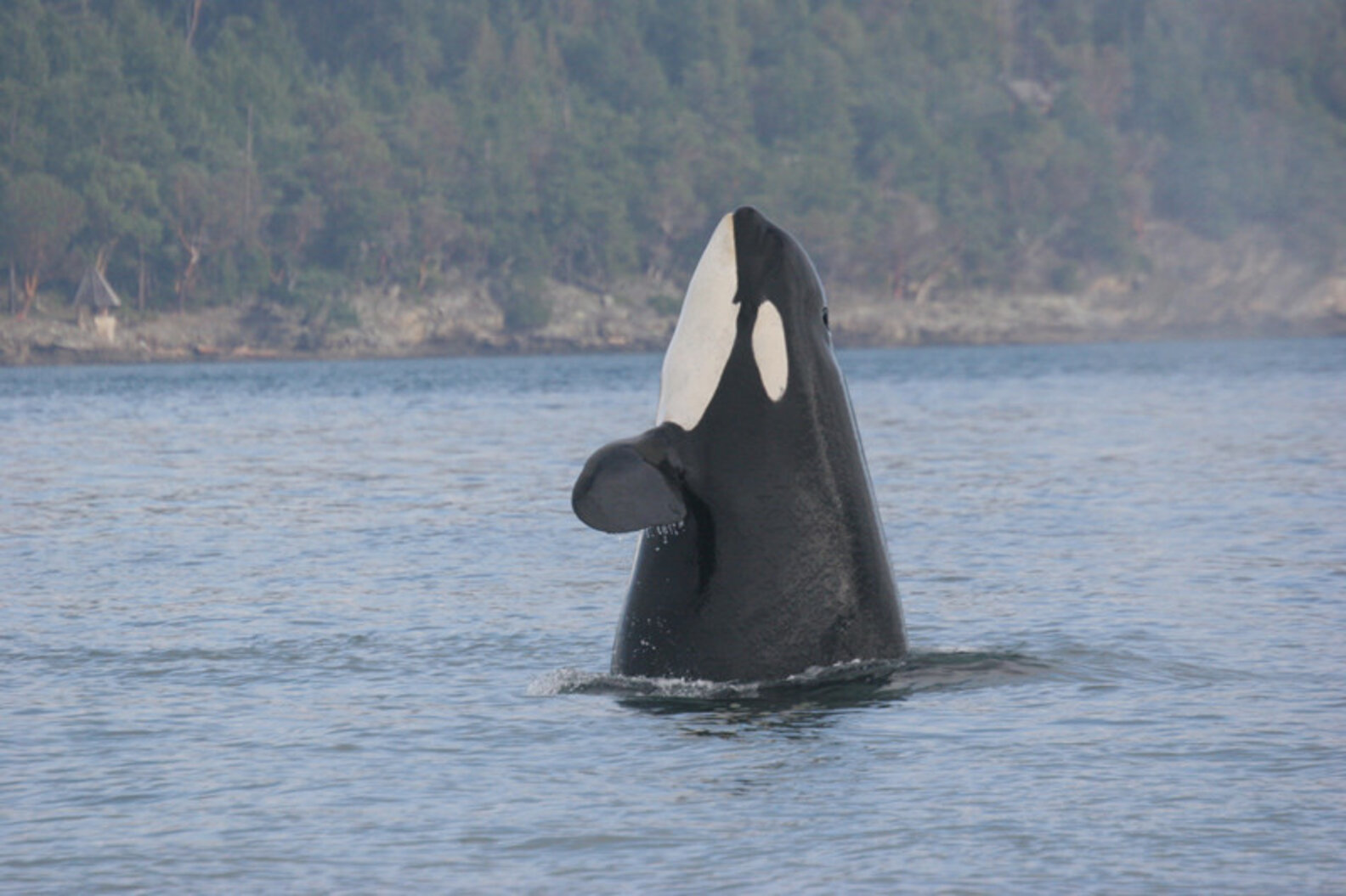 World's Oldest Known Orca Dies At 105 - The Dodo