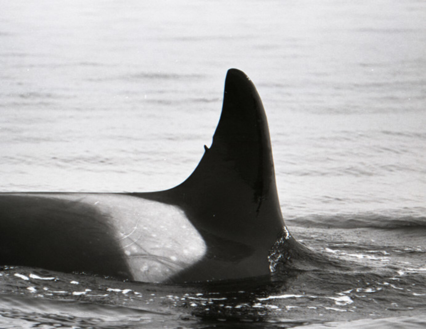 World's Oldest Known Orca Dies At 105 - The Dodo