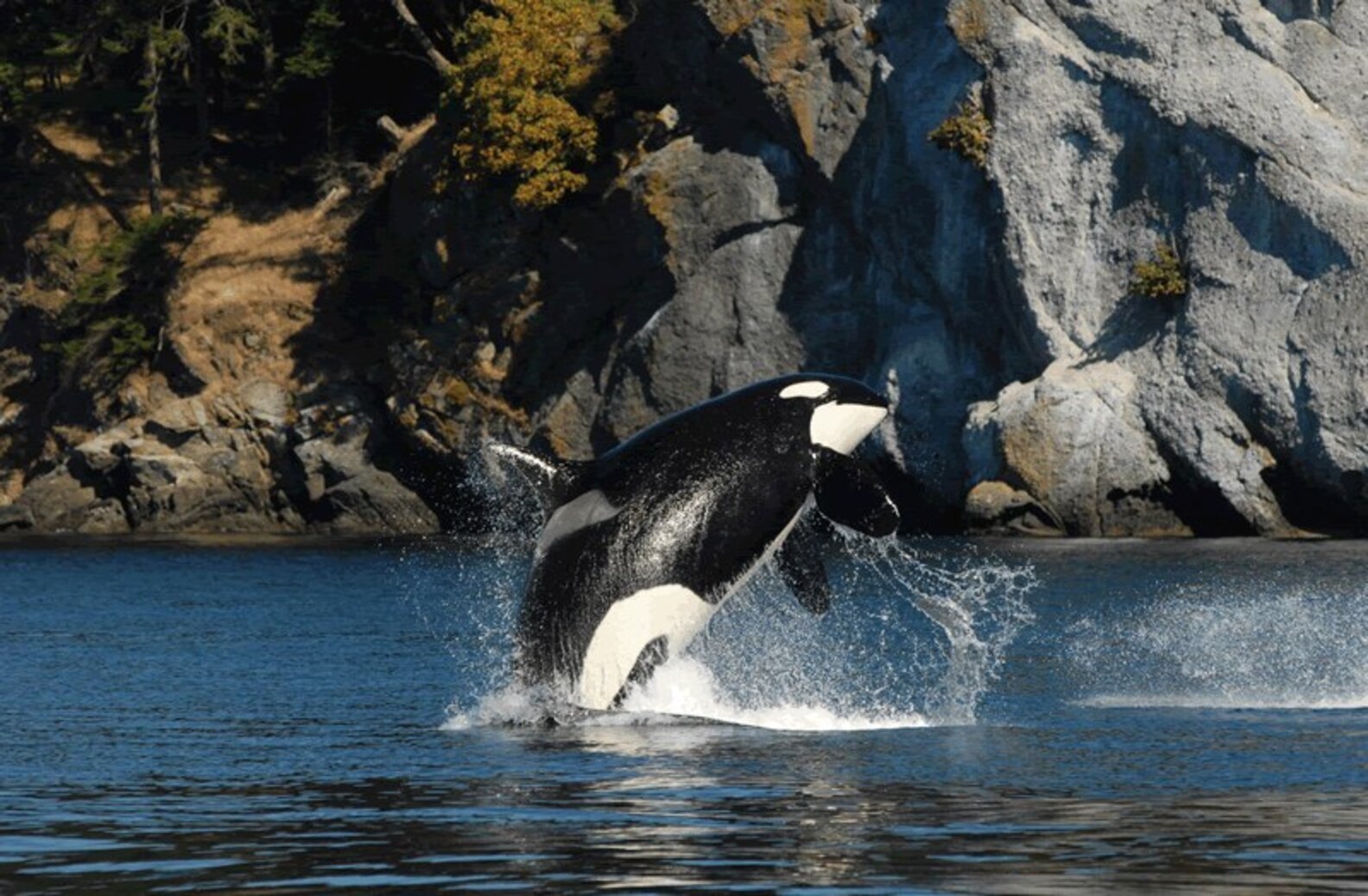 World's Oldest Known Orca Dies At 105 - The Dodo