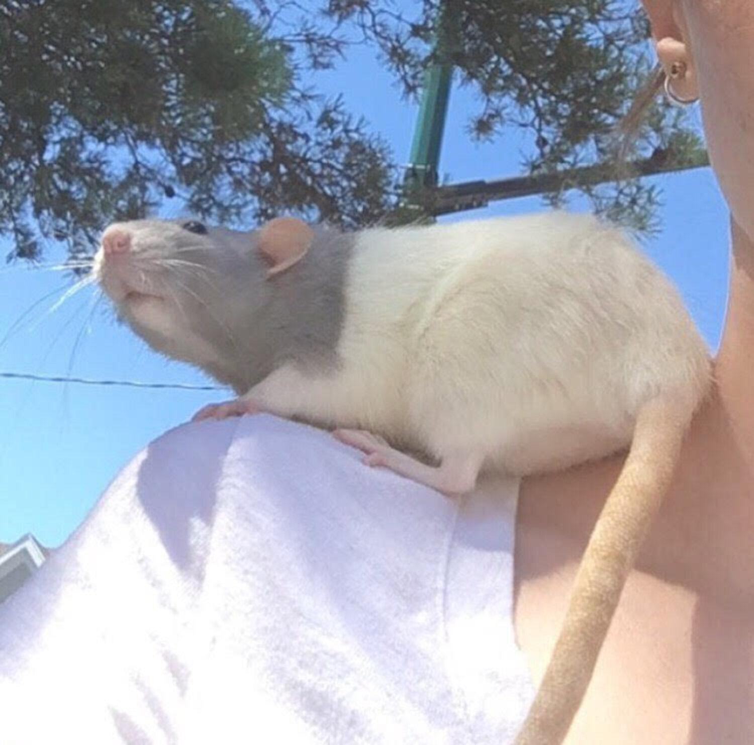 Rat Rescued From Tiny Fish Tank Goes To School With Her Mom Now - The Dodo