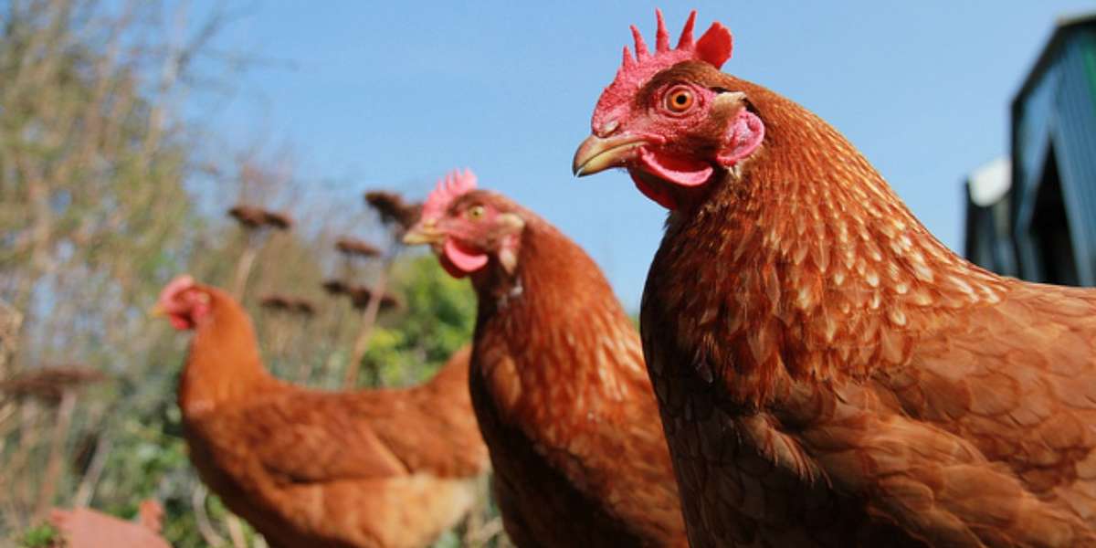 Why Have Chickens Quadrupled In Size Since The 1950s? - The Dodo
