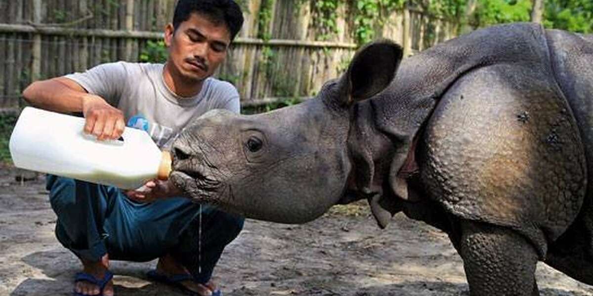 Rhino Poacher Has The Most Beautiful Change Of Heart - The Dodo