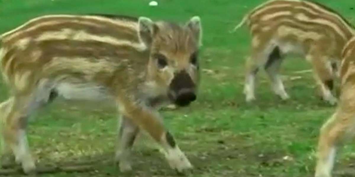 Wild Boar Piglets Are Completely Charming - The Dodo