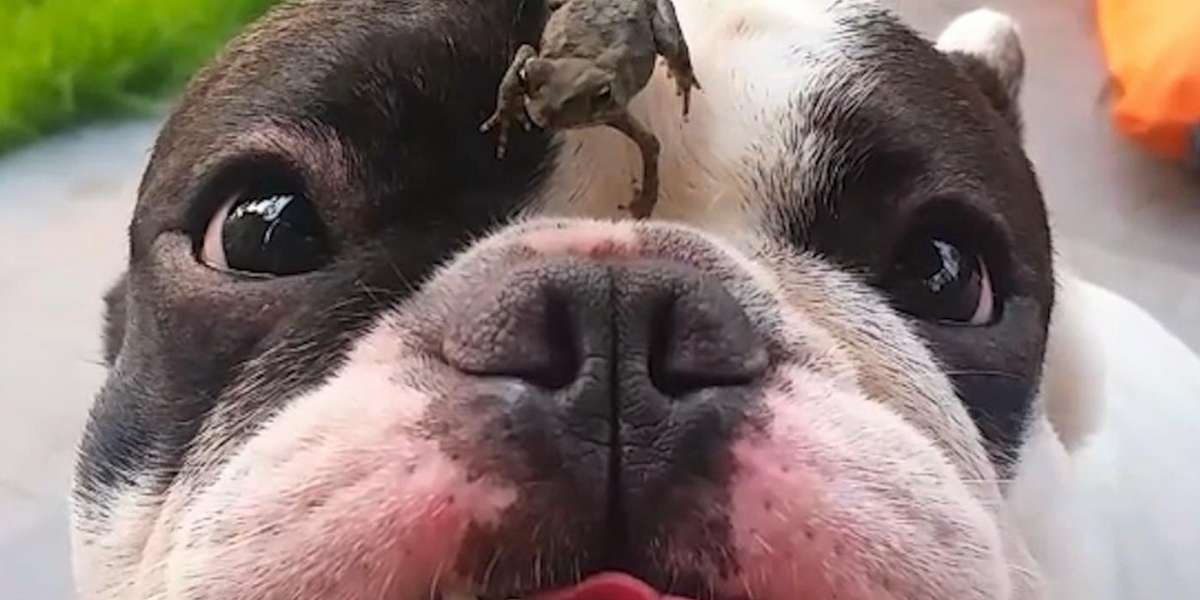 Tiny Toad Finds The Perfect Place To Sit - The Dodo