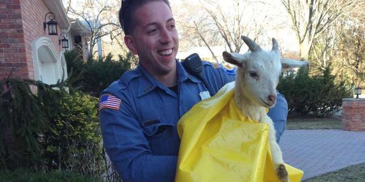 Disgruntled Goat's 'Arrest' Turns Out To Be A Blessing In Disguise ...