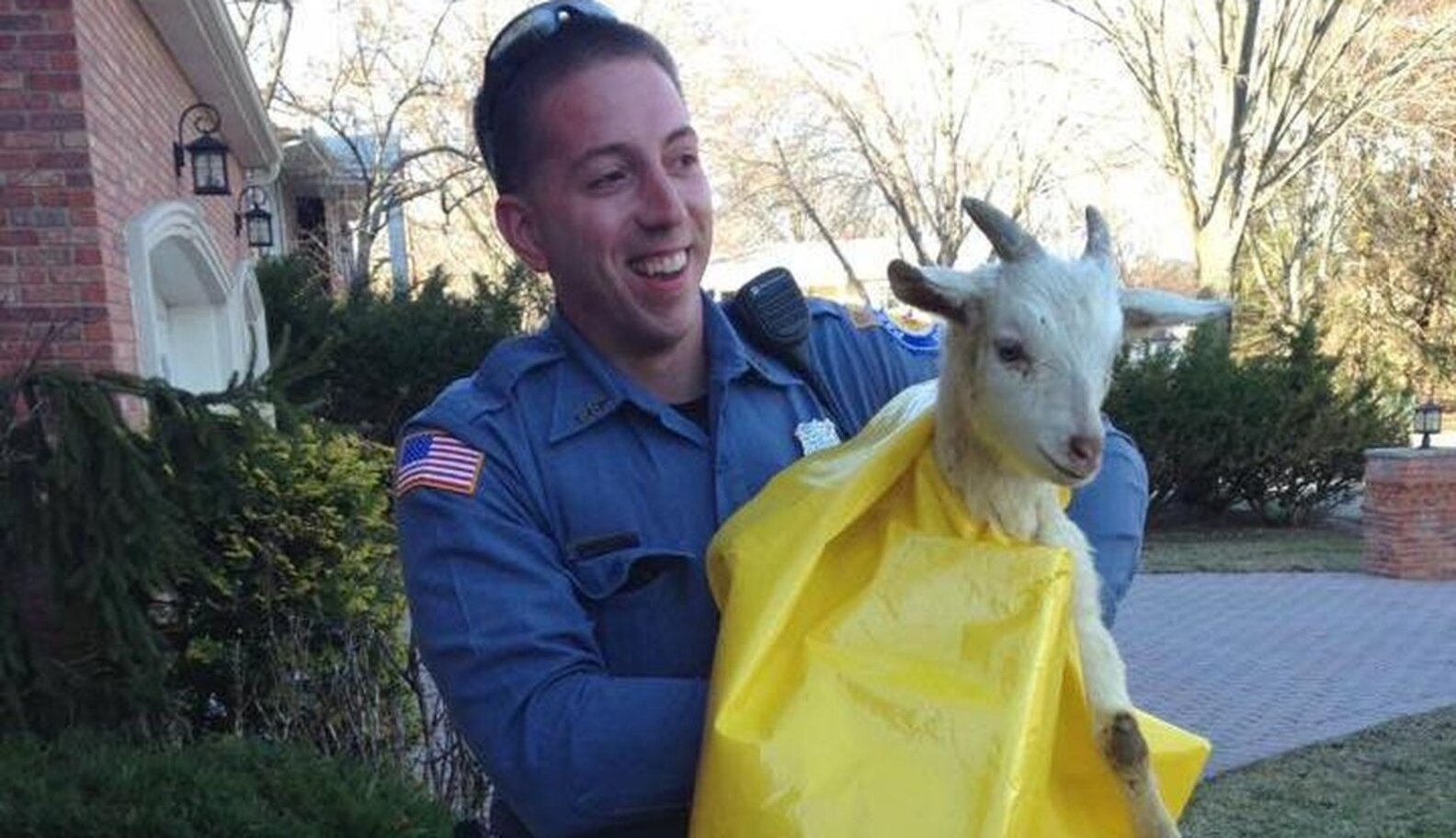 Disgruntled Goat's 'Arrest' Turns Out To Be A Blessing In Disguise ...