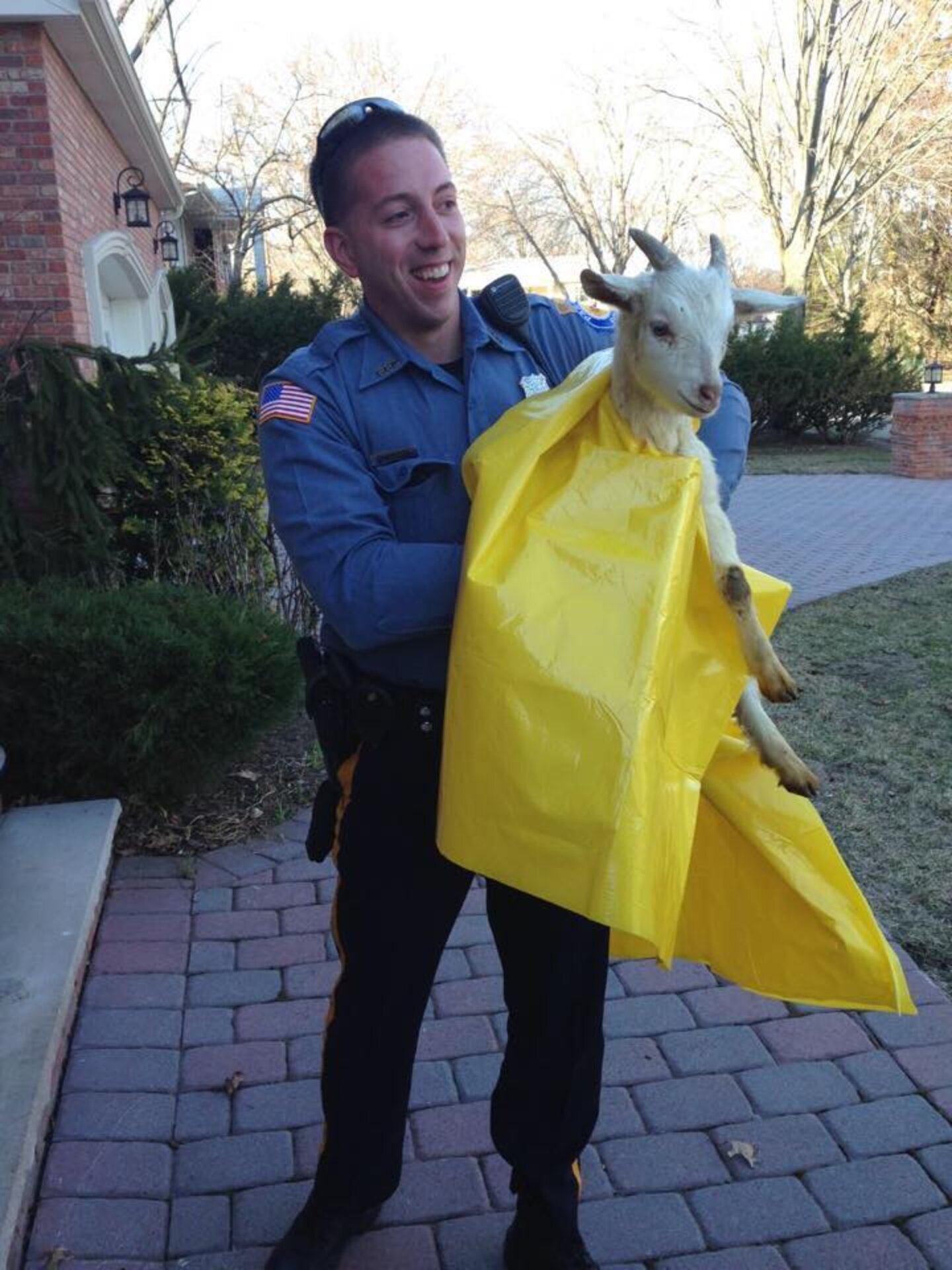 Disgruntled Goat's 'Arrest' Turns Out To Be A Blessing In Disguise ...