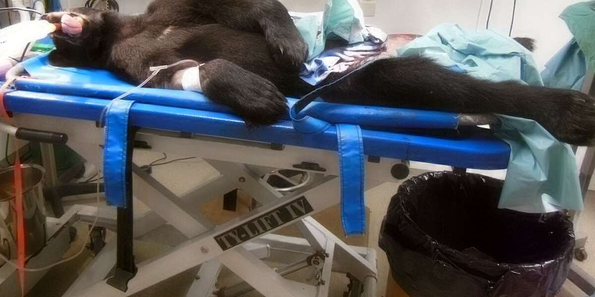 Bear Paralyzed In Car Crash Makes Stunning Recovery - The Dodo