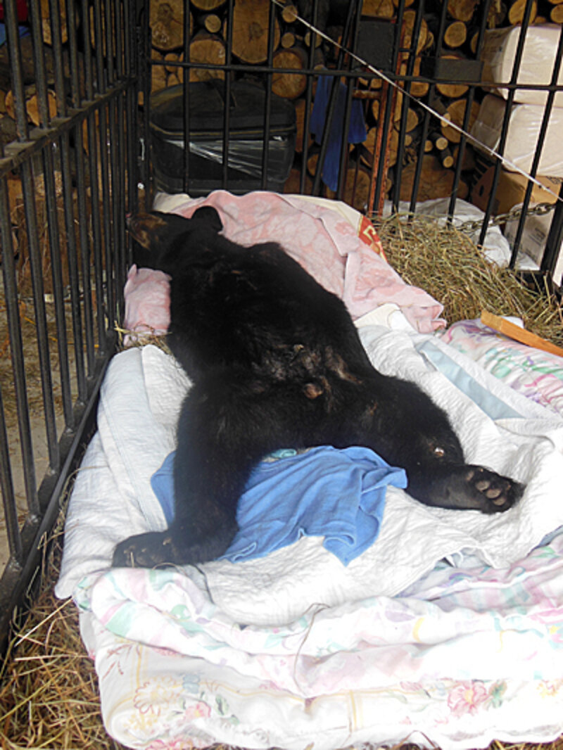 Bear Paralyzed In Car Crash Makes Stunning Recovery - The Dodo