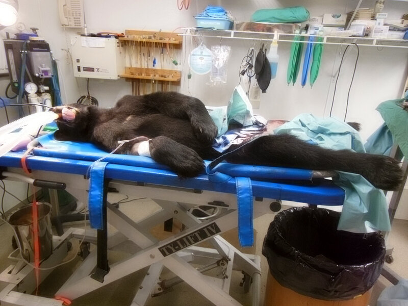 Bear Paralyzed In Car Crash Makes Stunning Recovery - The Dodo