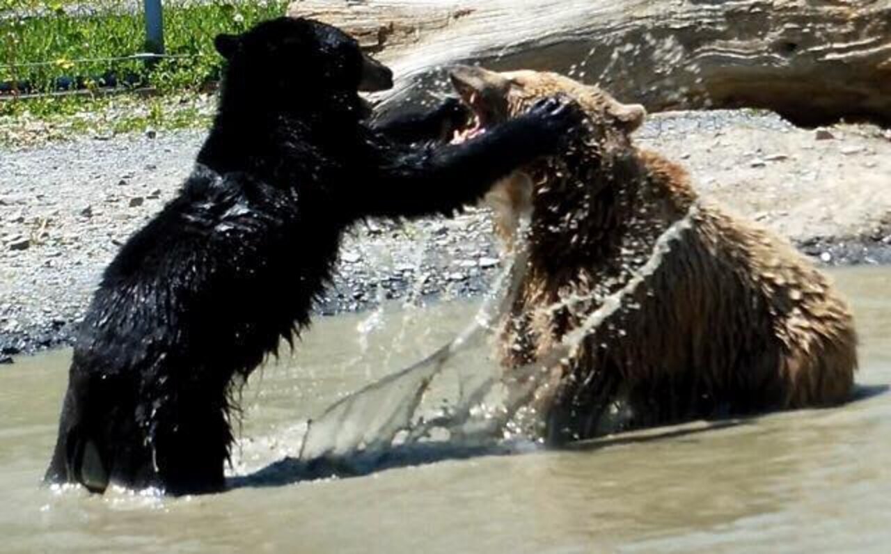 Bear Paralyzed In Car Crash Makes Stunning Recovery - The Dodo