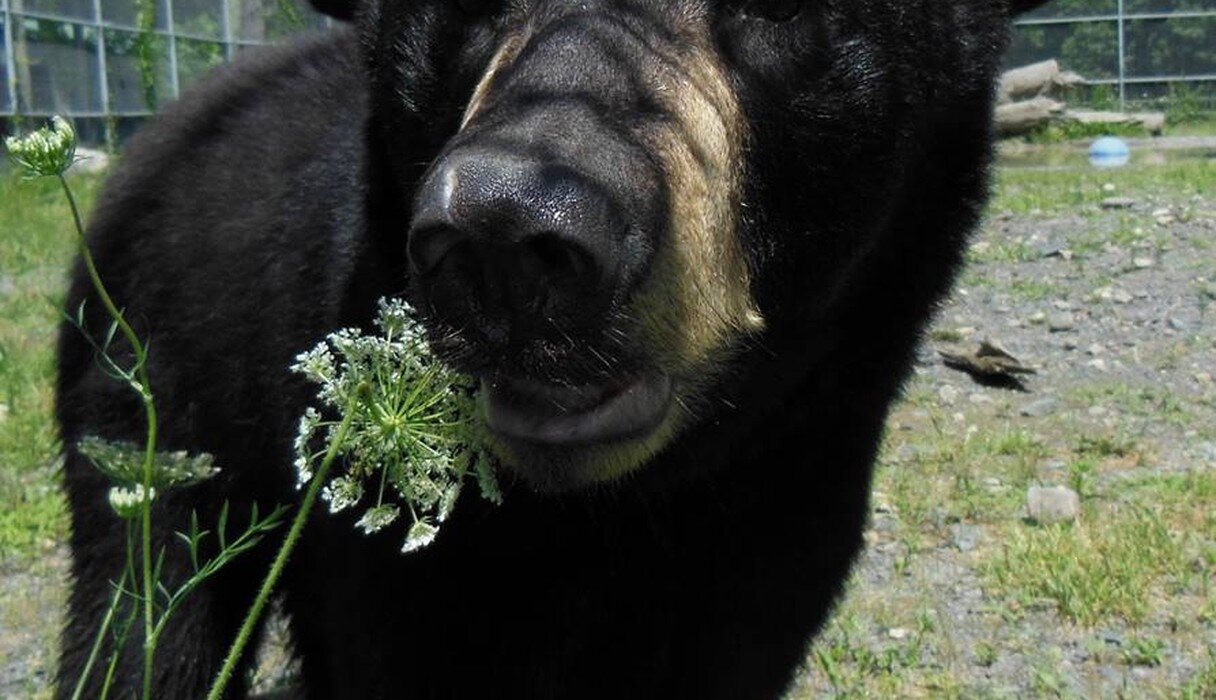 Bear Paralyzed In Car Crash Makes Stunning Recovery - The Dodo