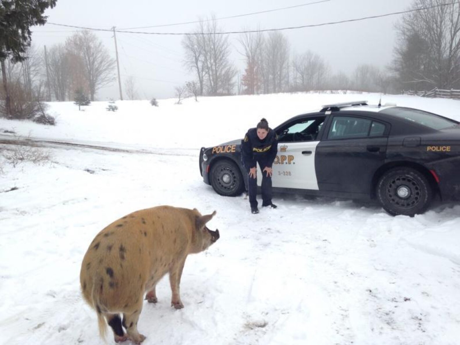 Cops Find Lost Pig Looking For Her Family - The Dodo