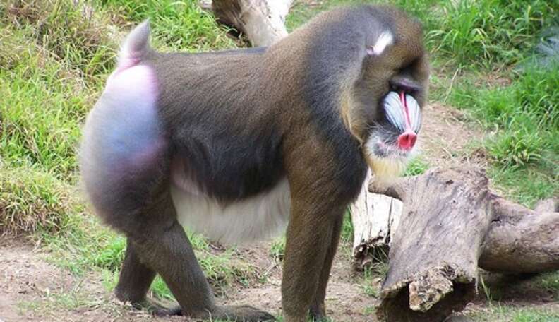 5 Very Unusual Things That Monkeys Find Sexy - The Dodo