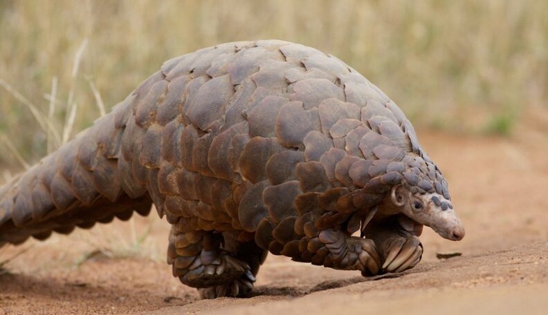Watch This Pangolin Frolic Around In A Mud Bath - The Dodo