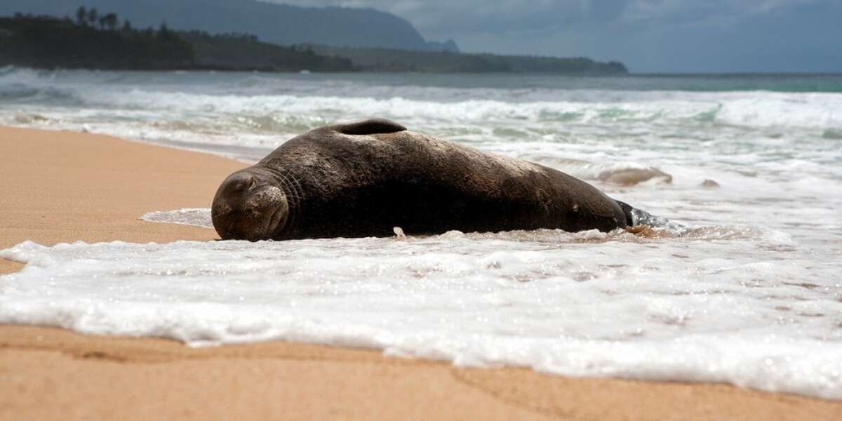 Watch: Hawaiian Monk Seal Fends Off Rude Beachcombers - The Dodo