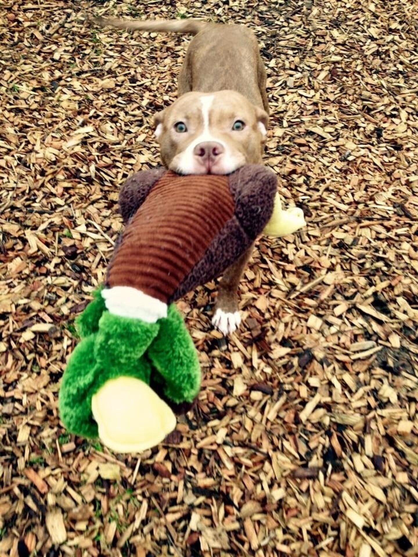 16 Dogs Who Are Best Friends With Their Stuffed Animals - The Dodo