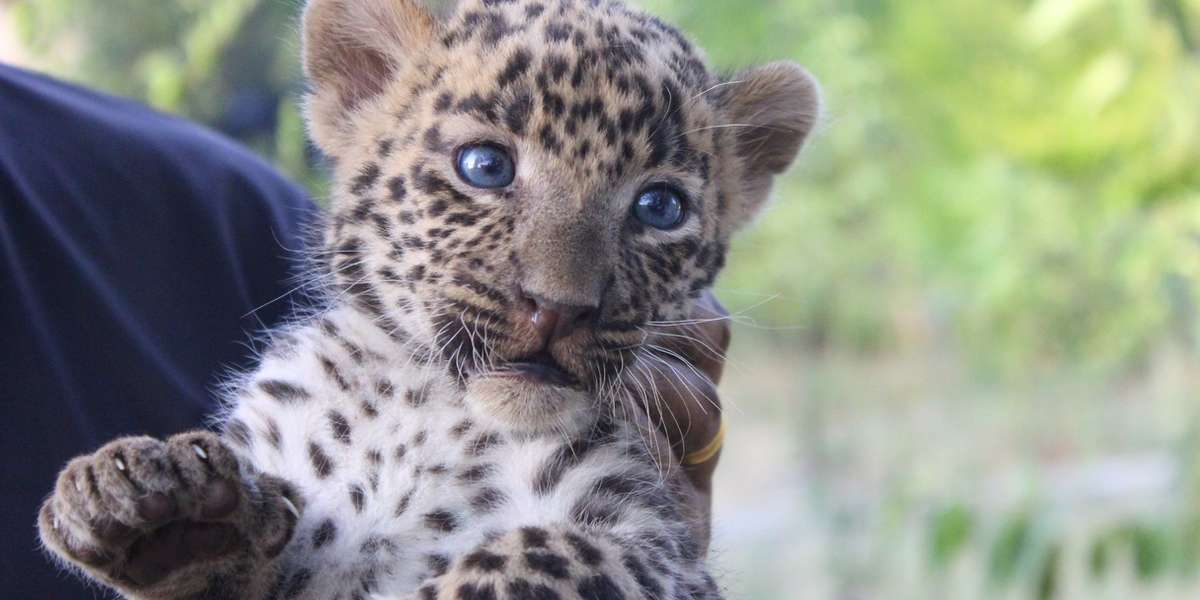 4 Baby Leopards Stranded In Fire Get The Sweetest Reunion - The Dodo