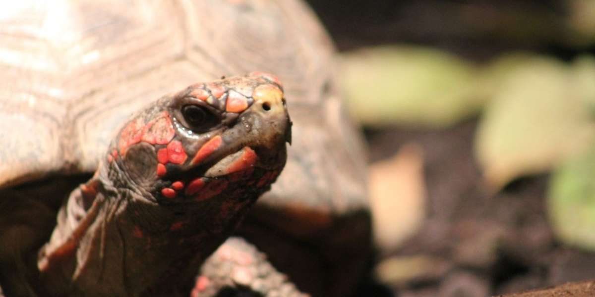 It’s Surprisingly Easy To Train A Tortoise To Use A Touchscreen - The Dodo