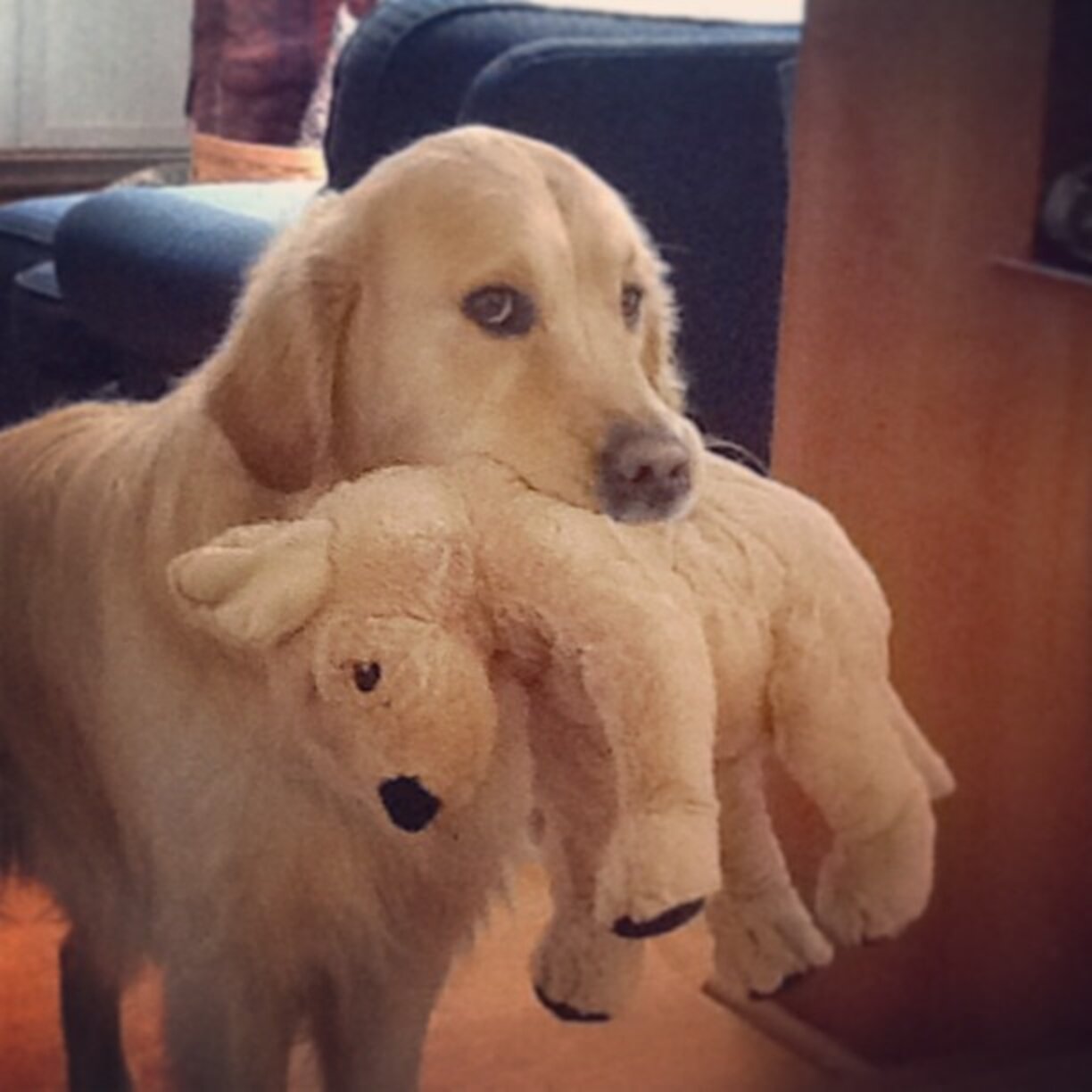 16 Dogs Who Are Best Friends With Their Stuffed Animals - The Dodo