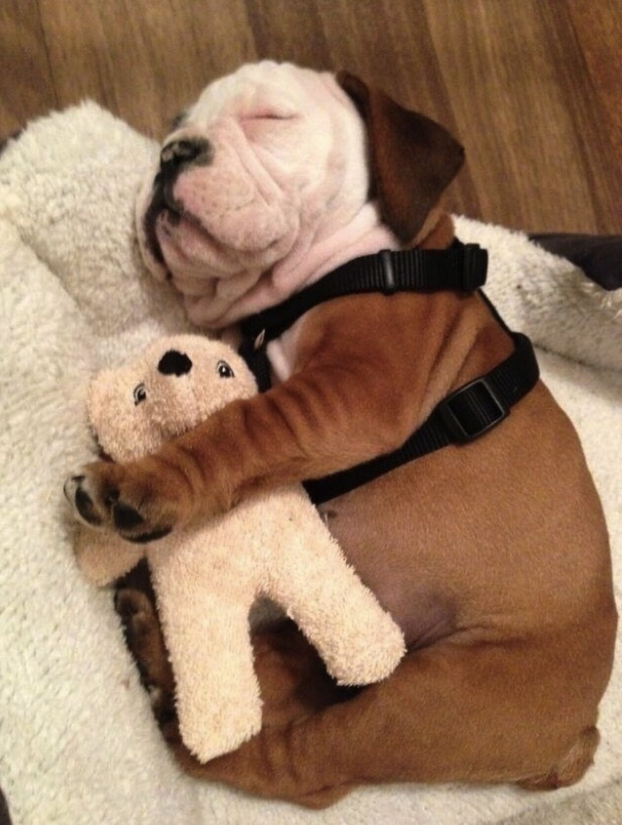 16 Dogs Who Are Best Friends With Their Stuffed Animals - The Dodo