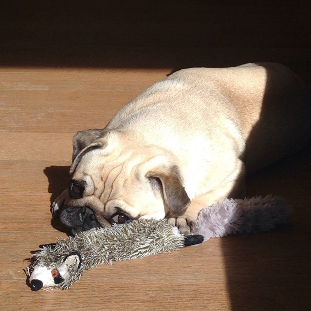 16 Dogs Who Are Best Friends With Their Stuffed Animals - The Dodo