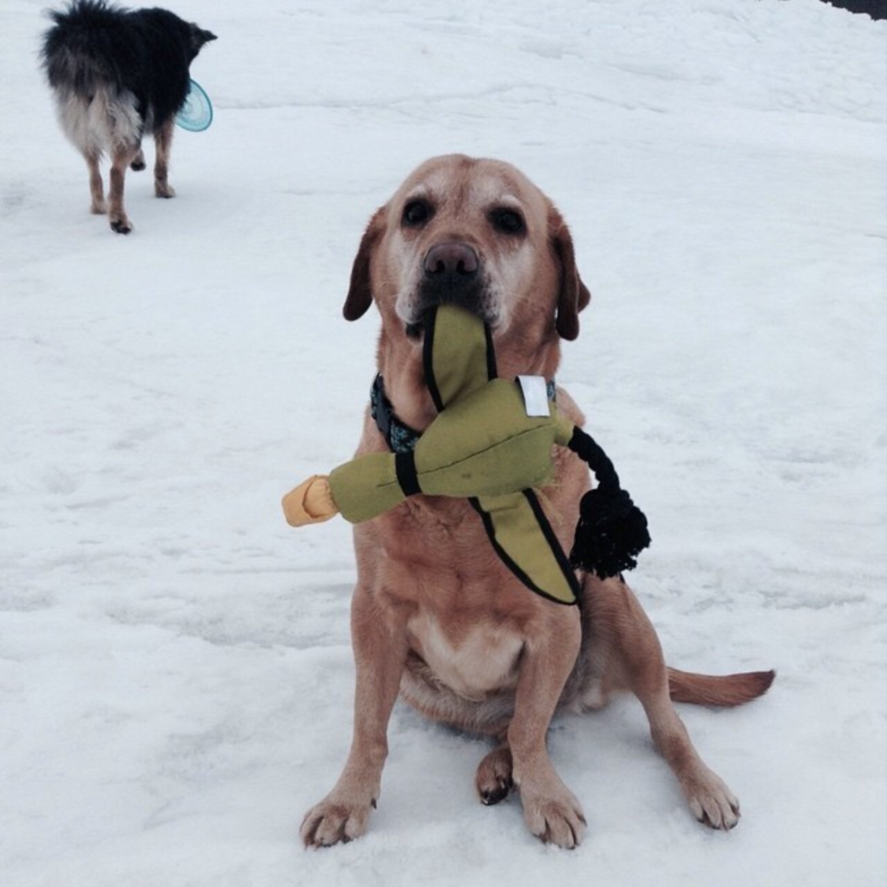 16 Dogs Who Are Best Friends With Their Stuffed Animals - The Dodo