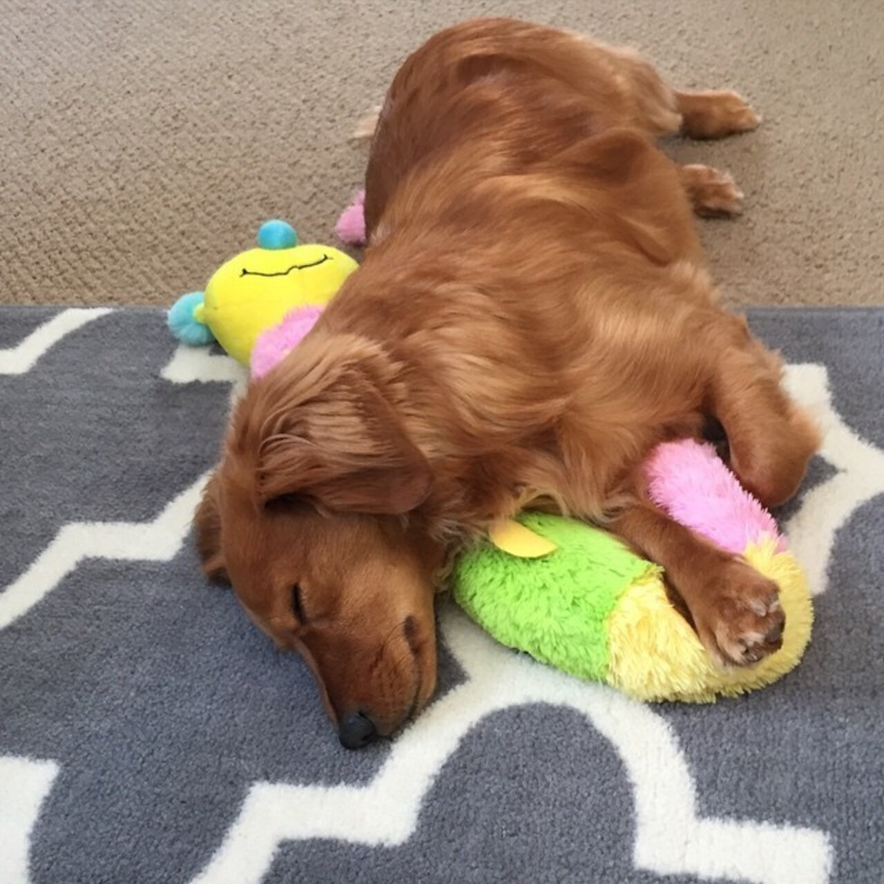 16 Dogs Who Are Best Friends With Their Stuffed Animals - The Dodo