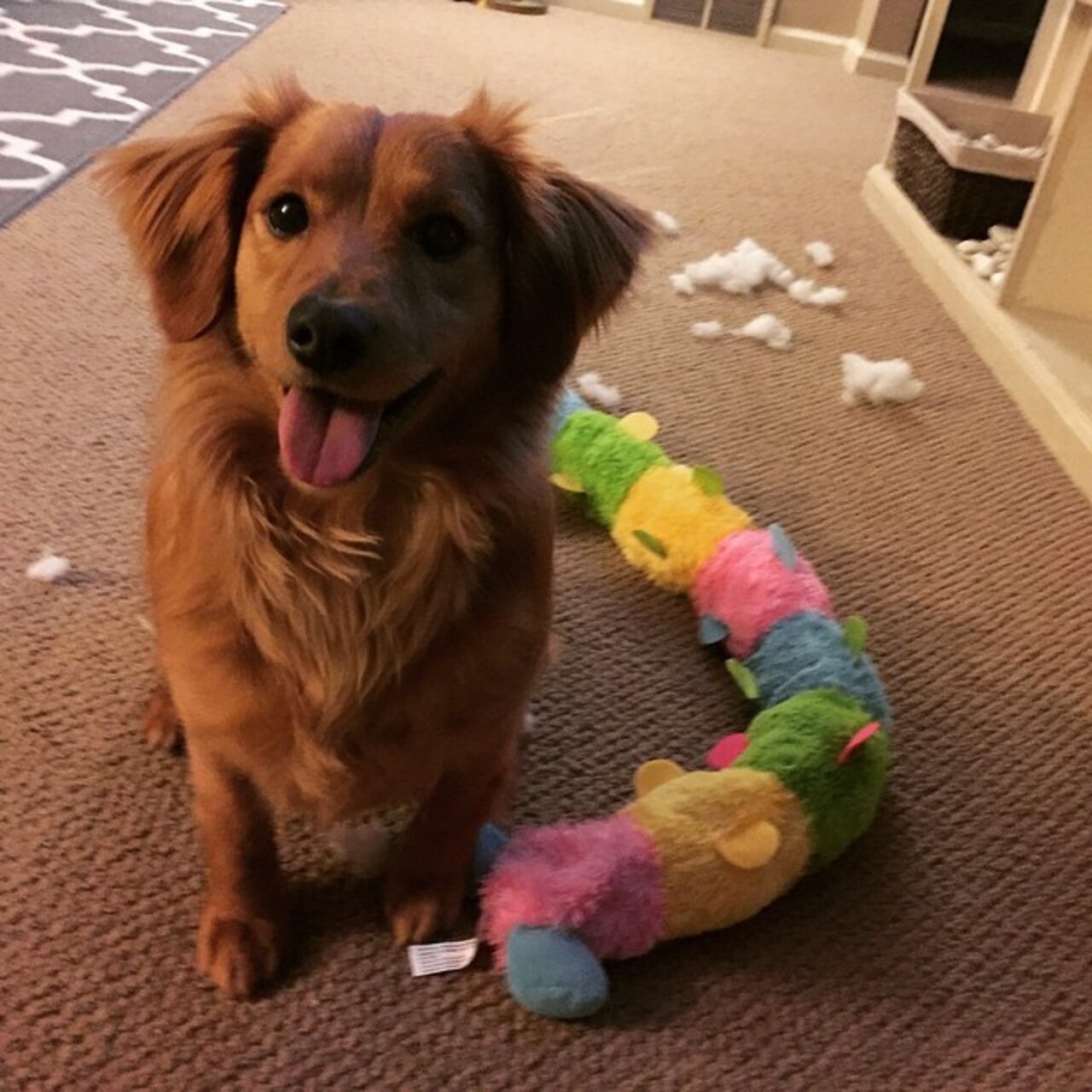 16 Dogs Who Are Best Friends With Their Stuffed Animals - The Dodo