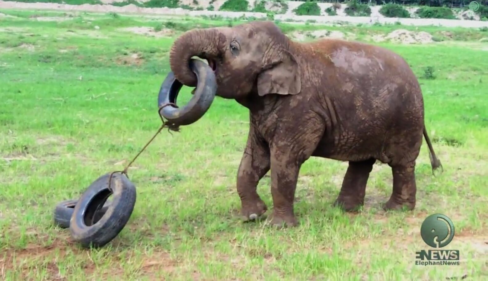 Watch Baby Elephants Get Ridiculously Stoked About Playing With Tire ...
