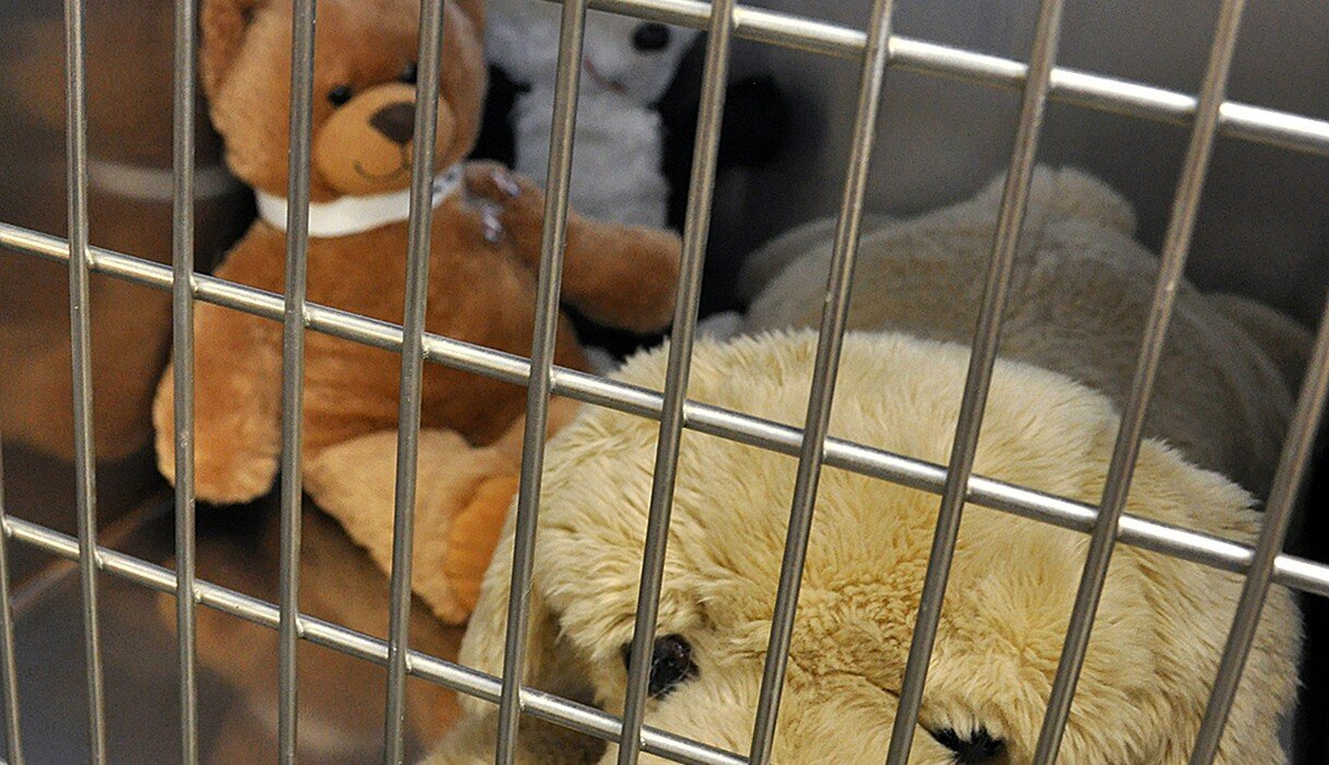 Vet Clinic Offers Free Surgery For Injured Stuffed Animals - The Dodo