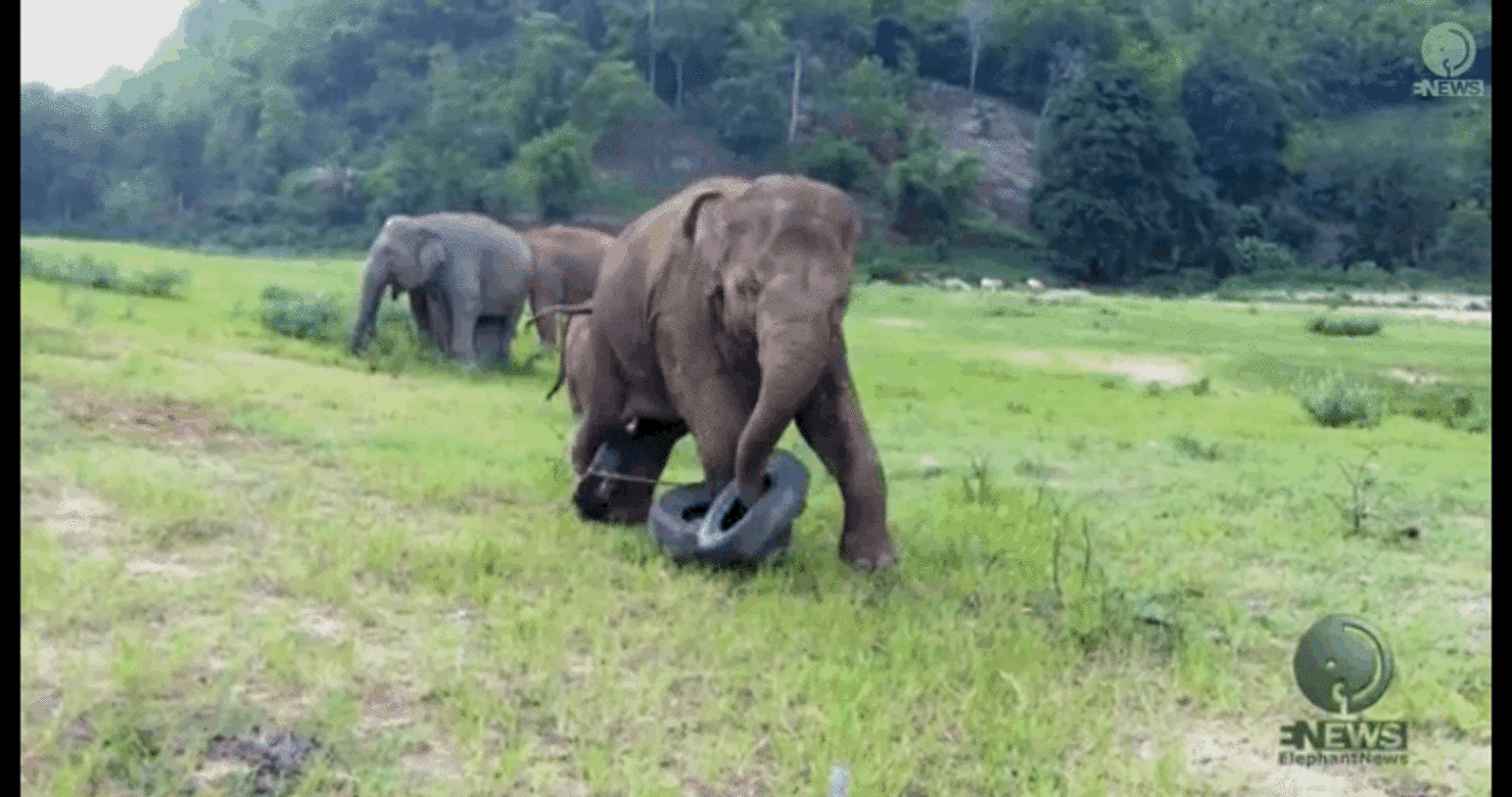 Watch Baby Elephants Get Ridiculously Stoked About Playing With Tire ...