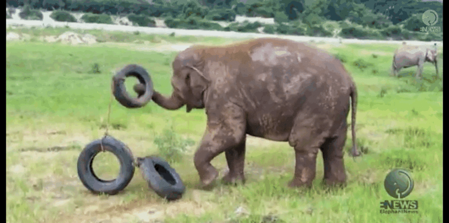 Watch Baby Elephants Get Ridiculously Stoked About Playing With Tire ...
