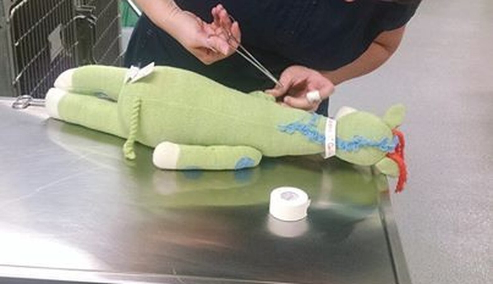 Vet Clinic Offers Free Surgery For Injured Stuffed Animals - The Dodo