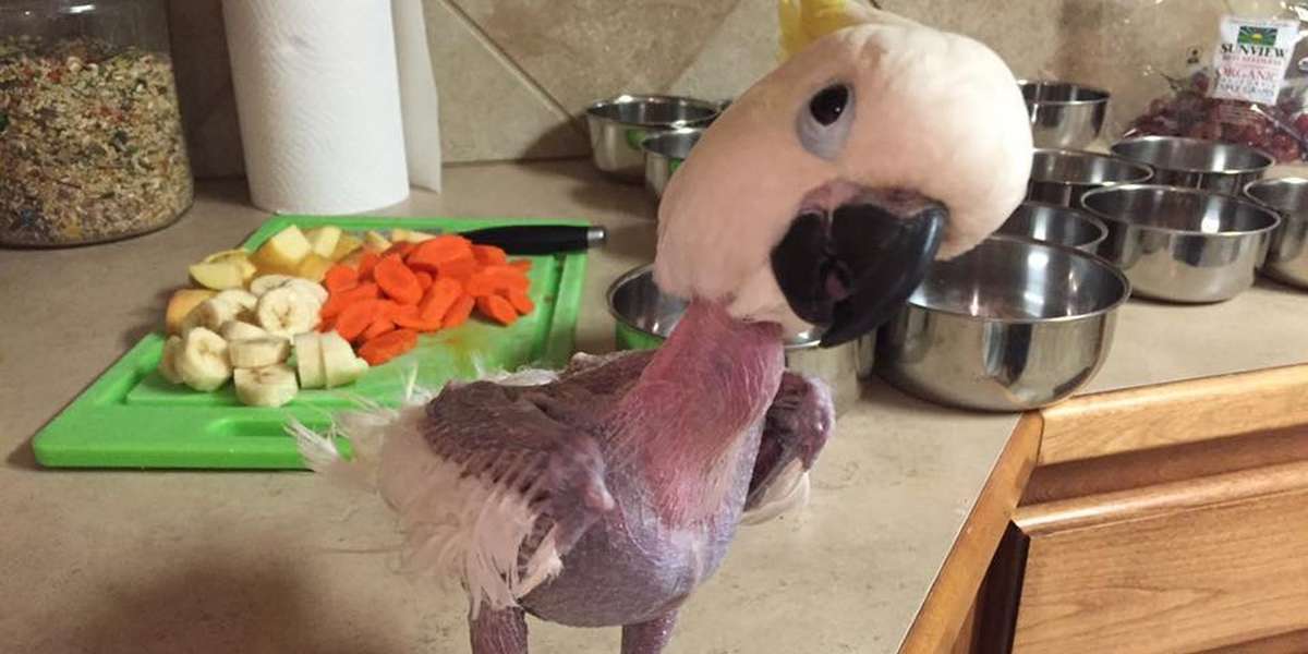 Anxious Bird Who Destroyed All Her Feathers Tells Rescuers 'I Love You ...