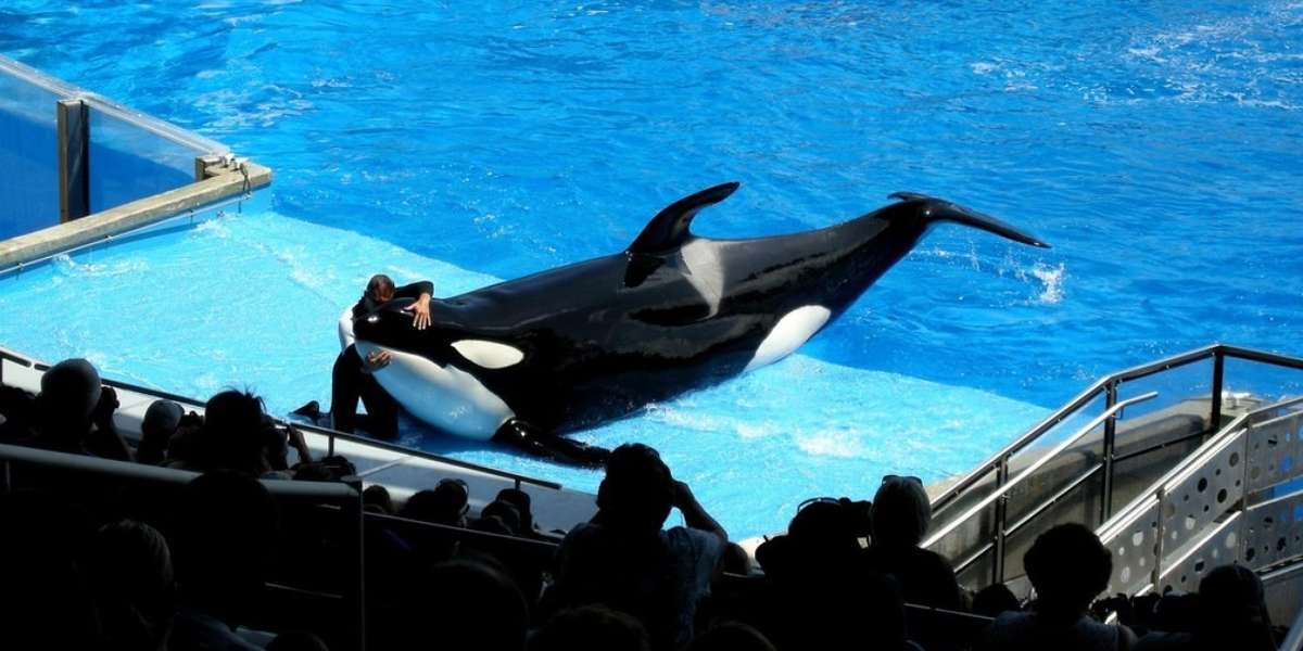 SeaWorld Stock Drops 7% After California's Orca Ban Proposal - The Dodo
