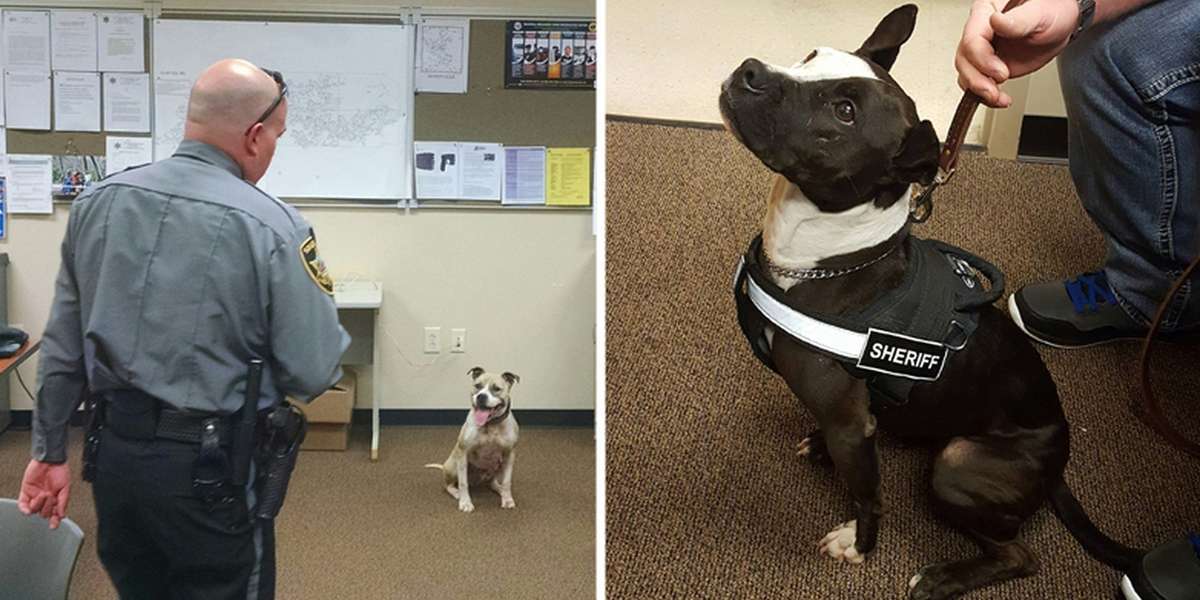 These Cops Are So Proud Their Newest K9s Are Rescue Pit Bulls - The Dodo
