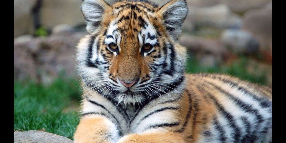 See Starving Tigers Rescued From Fake Sanctuary - The Dodo