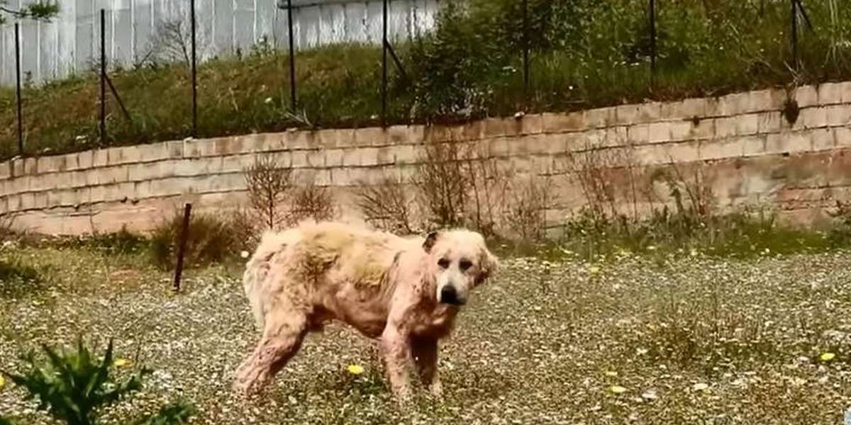 Dog Abandoned With Missing Ear Is Learning To LOVE Attention - The Dodo