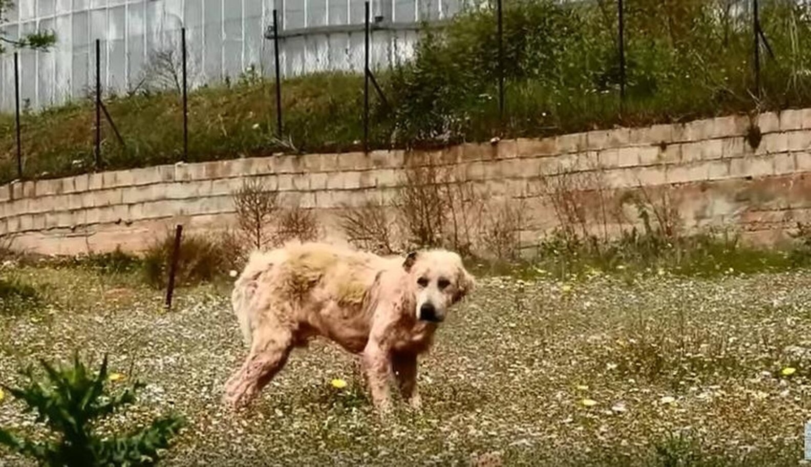 Dog Abandoned With Missing Ear Is Learning To LOVE Attention - The Dodo