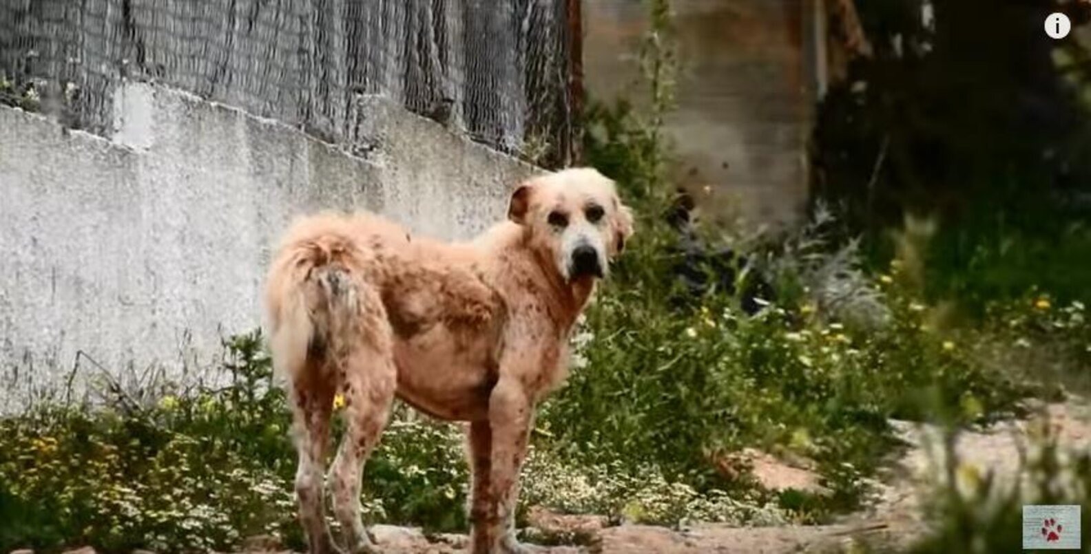 Dog Abandoned With Missing Ear Is Learning To LOVE Attention - The Dodo