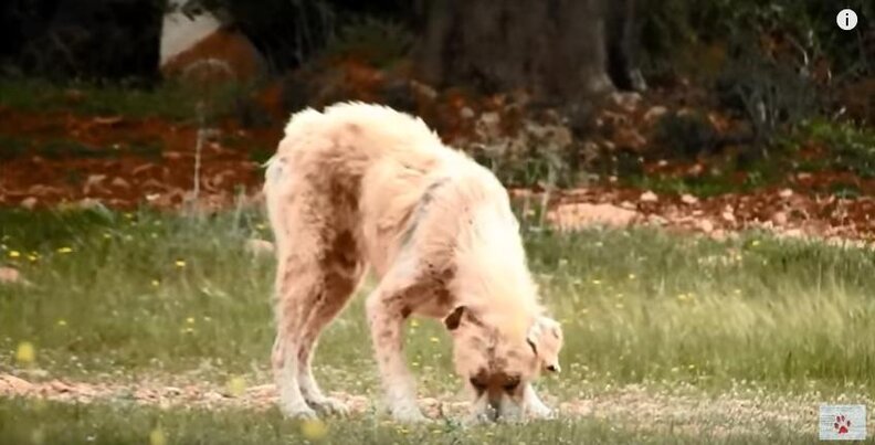 Dog Abandoned With Missing Ear Is Learning To LOVE Attention - The Dodo